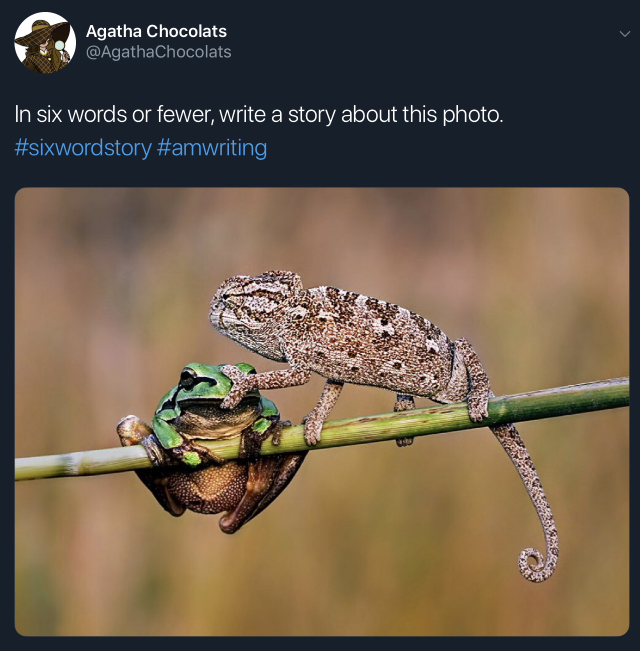 Animal reading: teaching and learning about animal thinking | Juliet O ...