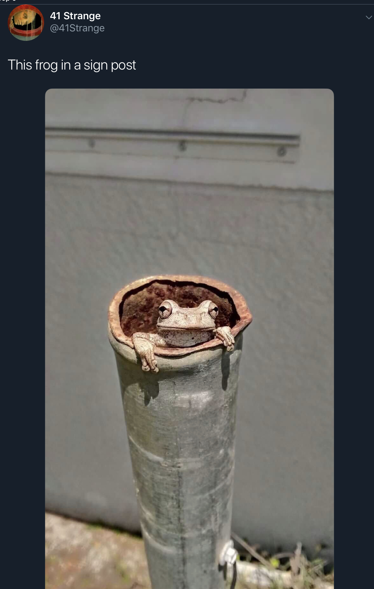 Animal reading: teaching and learning about animal thinking | Juliet O ...