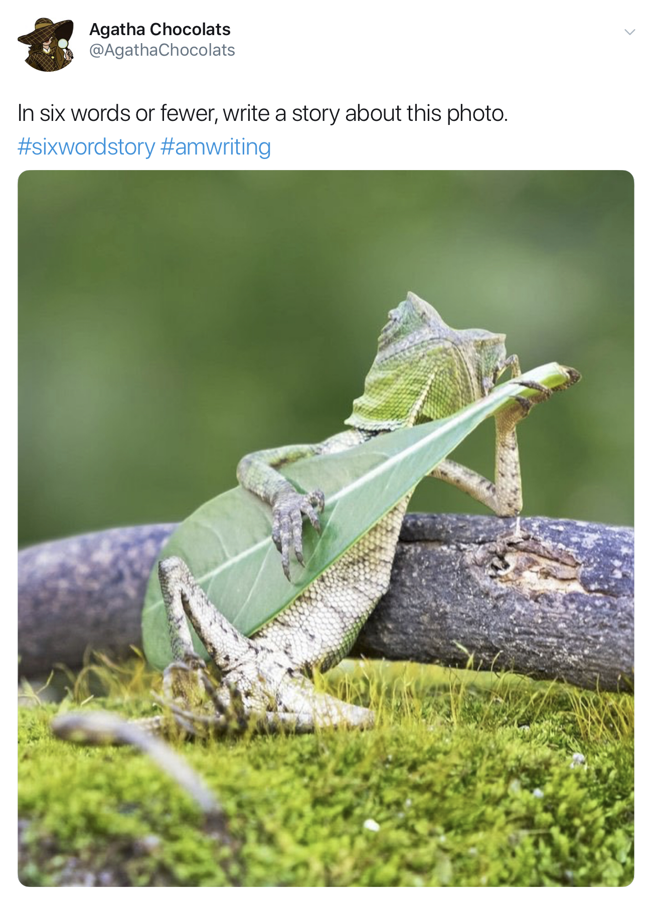 Animal reading: teaching and learning about animal thinking | Juliet O ...