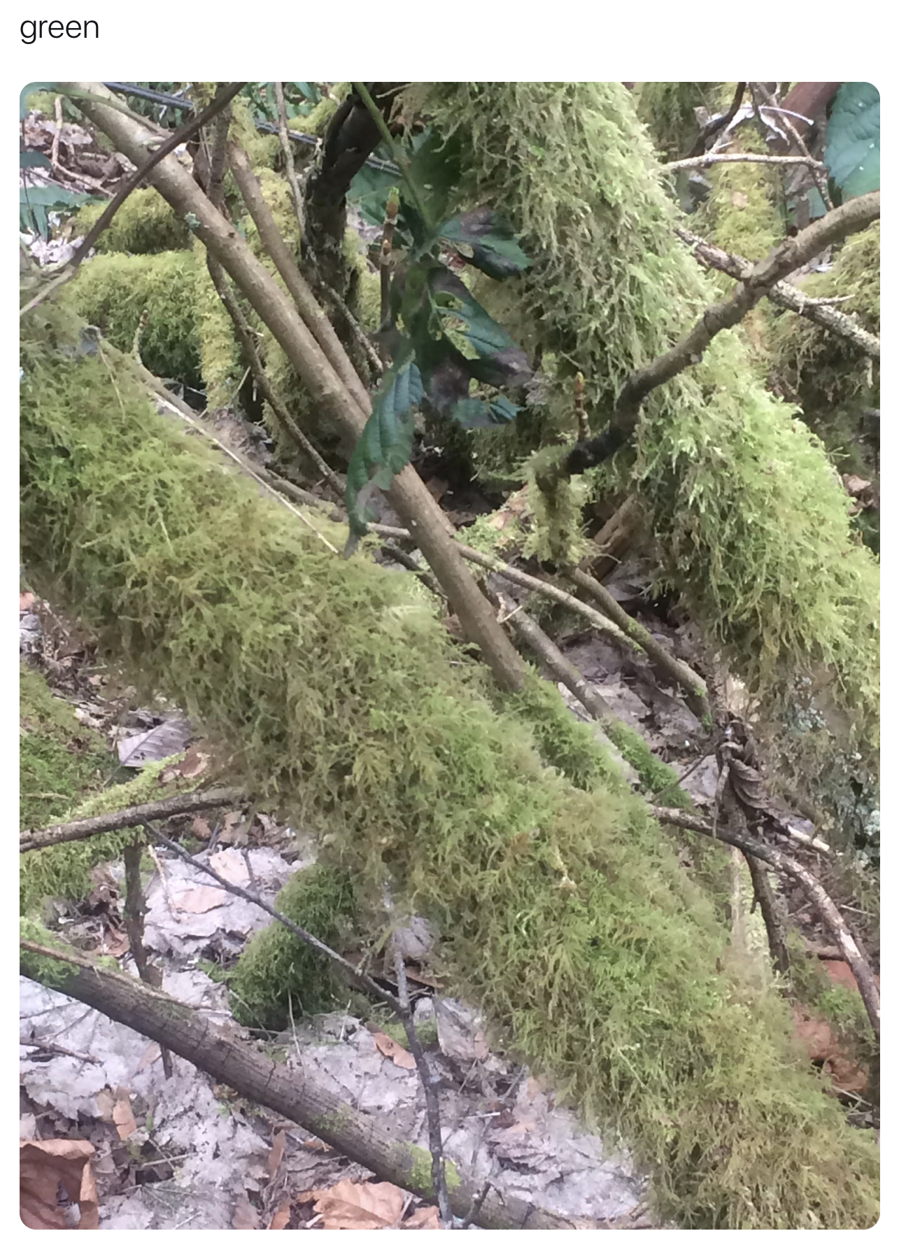 two very-short-story-sprouts / #COVIDcampus #remoteteaching # ...